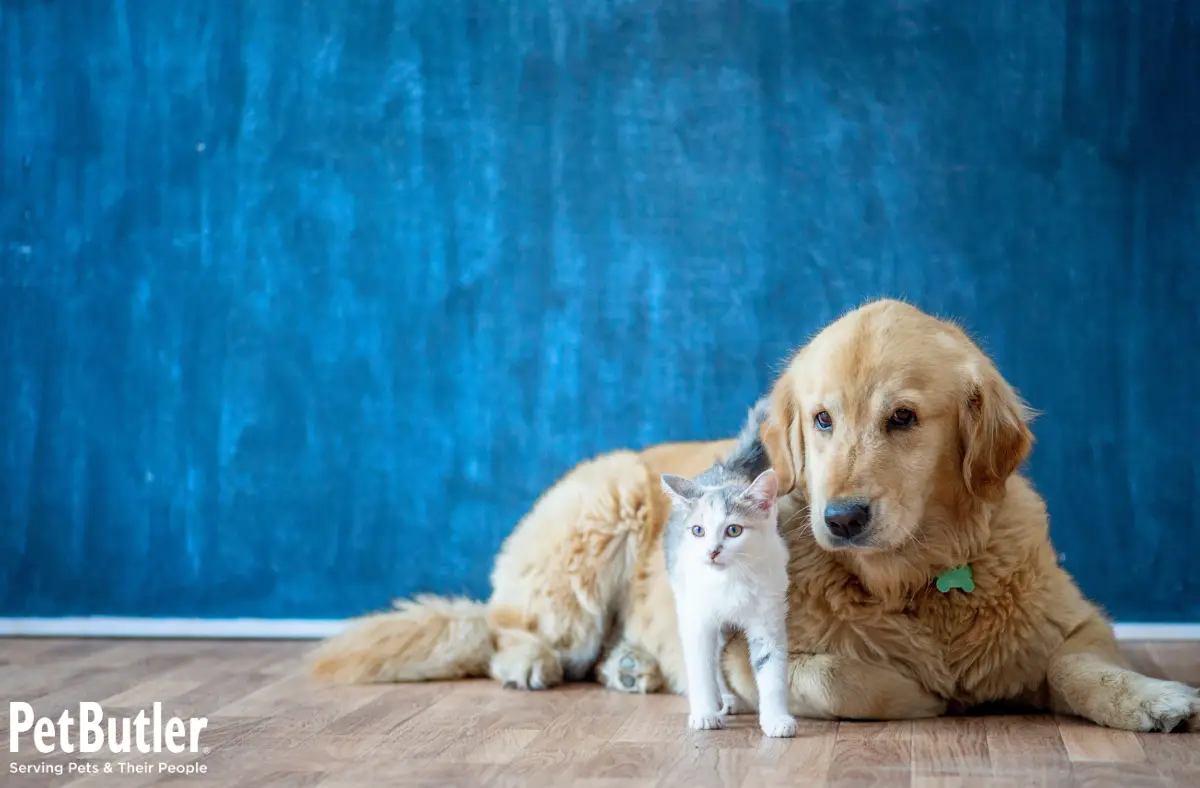 2025 Business Trends: What’s Next for the Pet Industry?